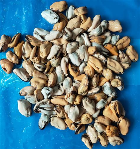 Image result for Cooked Shellfish