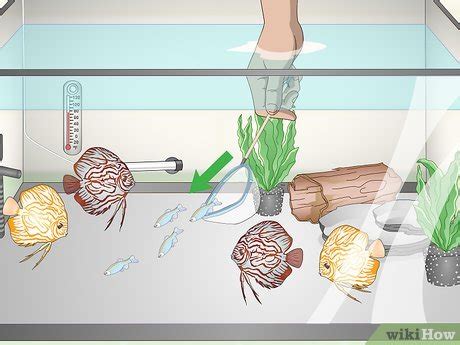 Image result for How to Keep Discus
