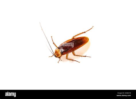 Image result for Poisonous Cockroach