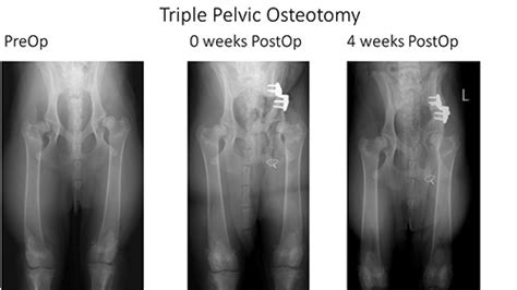 Image result for Veterinary surgery Surgery Types