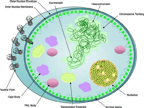 Image result for Nuclear Envelope Function