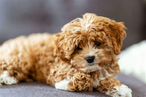Image result for Cavapoo Dog