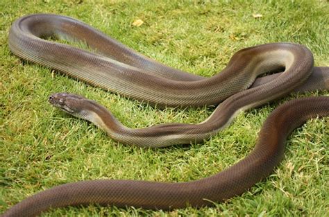 Image result for Papuan Python Video Free