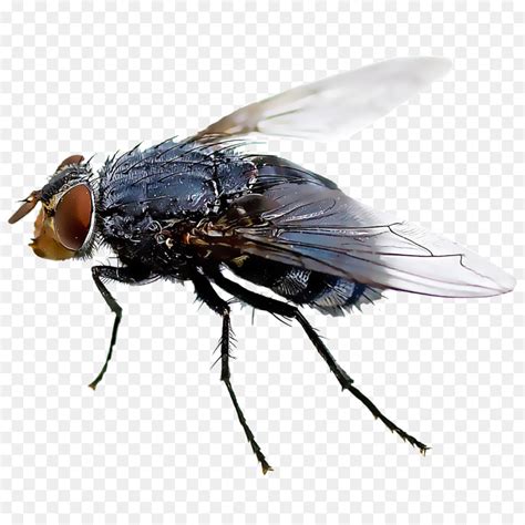 Image result for Fly Transparent Background