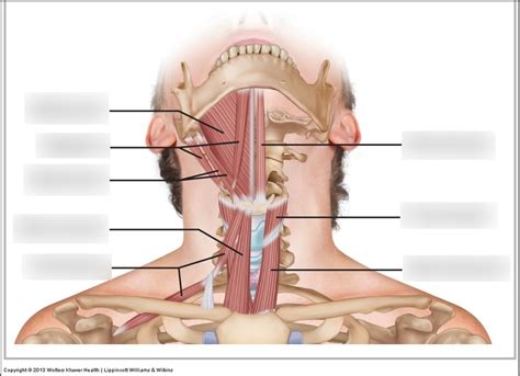 Image result for How to Build Neck Muscles Chart