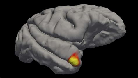 A new class of memory cells discovered in the brain