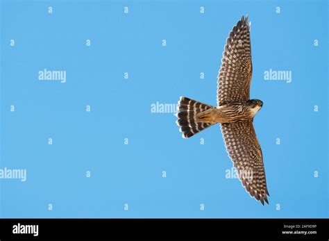 Image result for Merlin Falcon In-Flight