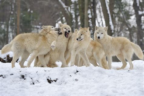 Image result for Wolves in Winter