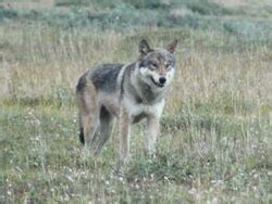 Living With Wolves, Alaska Department of Fish and Game