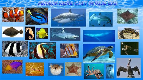 Image result for Finding Nemo Real Life