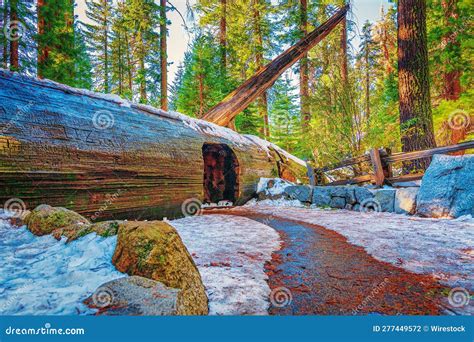 Image result for Snow Fallen Tree Log