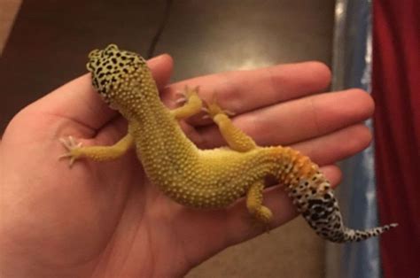 Leopard Gecko Morphs [the Ultimate Guide] - Reptile.Guide