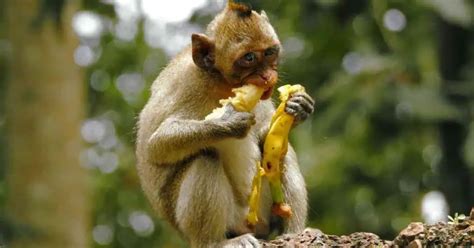 Image result for Macaque Behavior