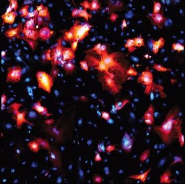 Image result for Direct Reprogramming