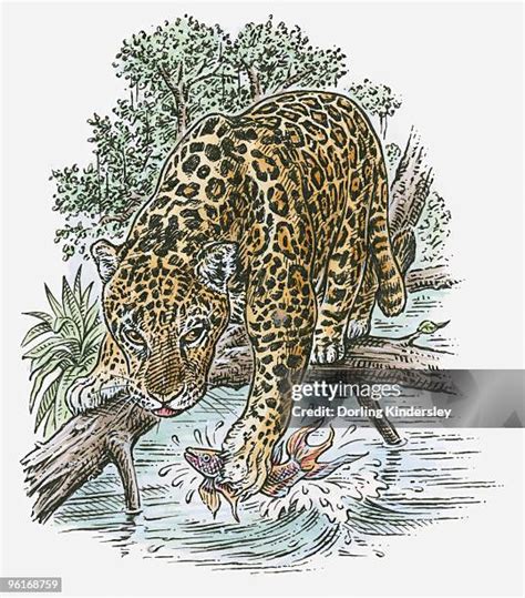 Image result for Leopard Eating Fish