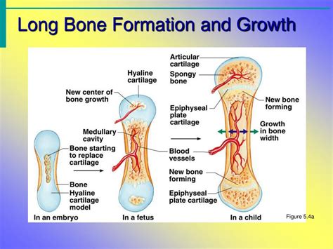 Image result for Major Events of Bone Formation