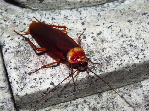 Image result for Poisonous Cockroach