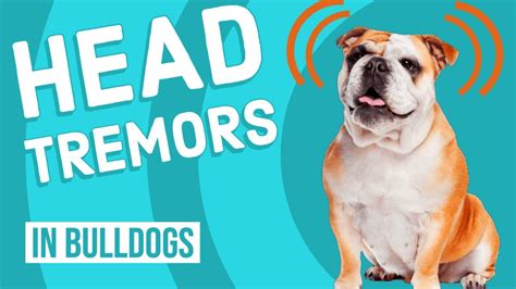 Image result for Cockapoo Tremours