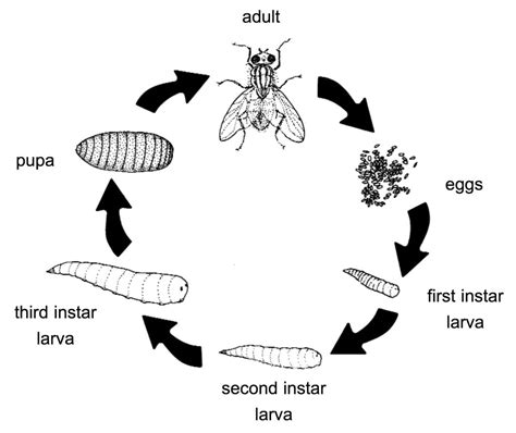 Image result for Fly Life Cycle
