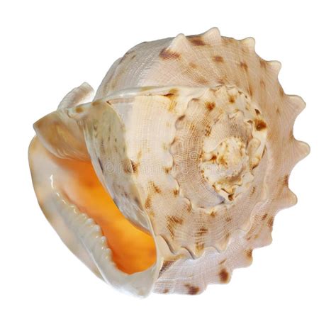 Image result for How to Remove Conch Shell