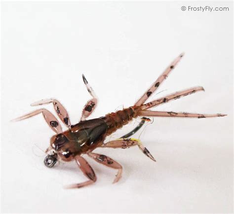 Image result for Mayfly Nymph Fly Patterns