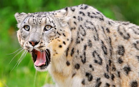Image result for Snow Leopard Computer Wallpaper