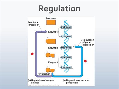 Image result for Gene Expression Promoter Operon
