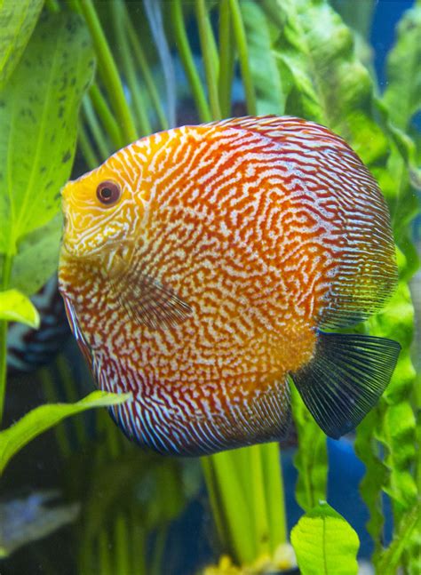 Image result for Types of Discus