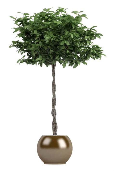 Image result for How to Braid a Money Tree