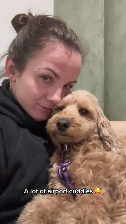 Image result for Cockapoo Shorts