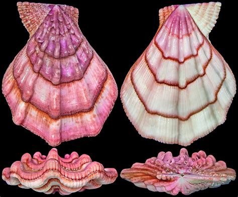 Image result for Swiftshell Shell