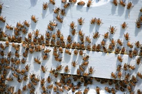 Image result for Bees While Pollinating