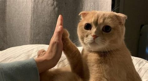 Image result for Fastest Reaction Time Ever