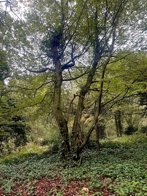 Image result for Multiple Tree Trunks