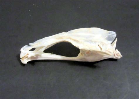 Image result for Cod Death Skull