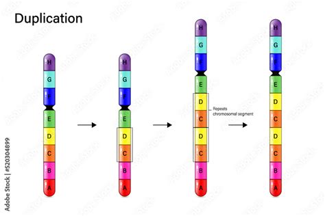 Image result for Duplication Chromosome Microarray