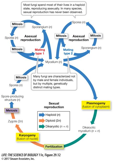 Image result for Fungus Reproduction