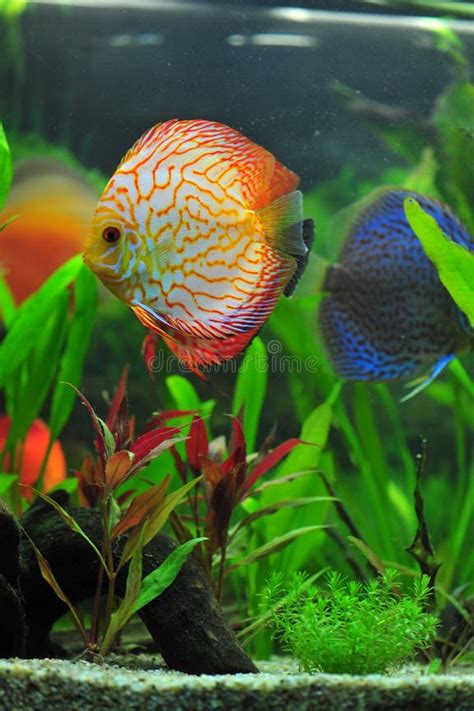 Image result for White Discus Fish