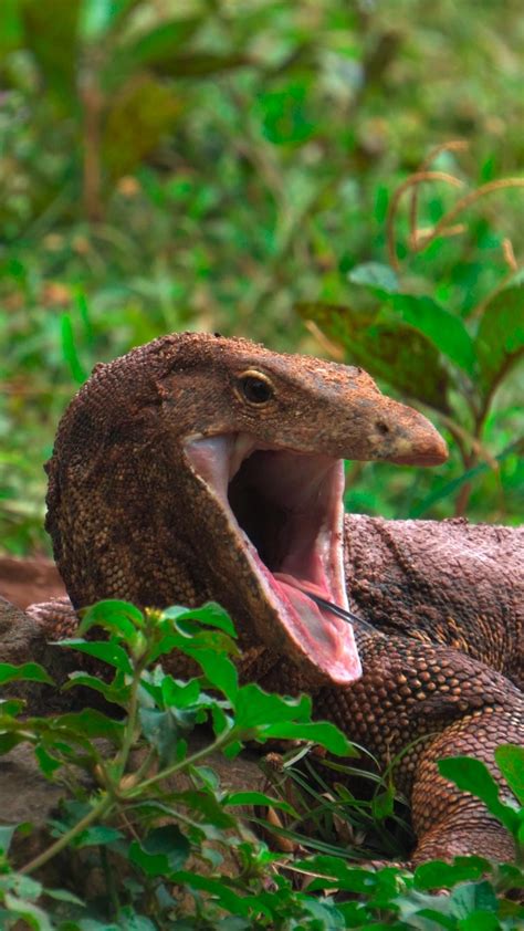 Image result for Water Monitor Lizard
