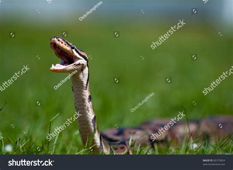 Image result for Inside a Python Mouth