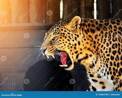 Image result for Angry Leopard