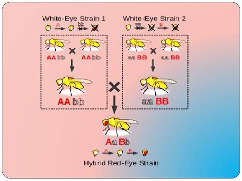 Image result for Complementation Genetics