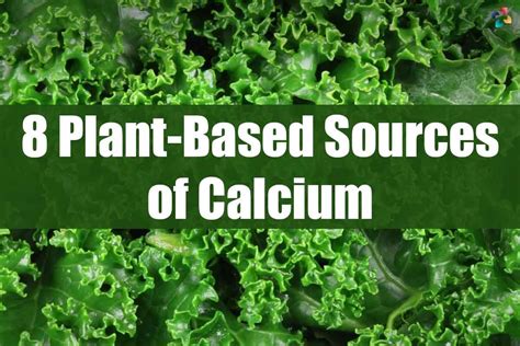 Image result for Calcium Sources