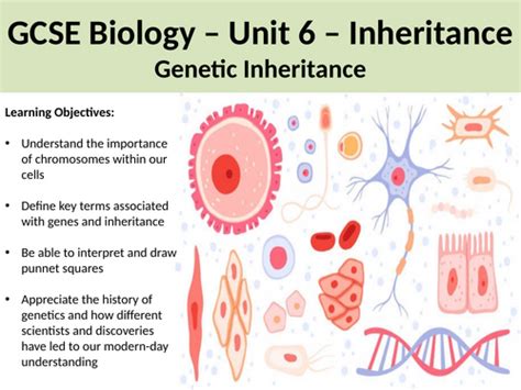 Image result for GCSE Inheritance Questions and Answers