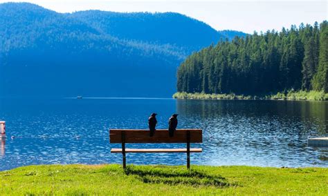 Image result for Crow Types