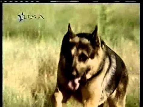 Image result for Bionic Woman Bionic Dog