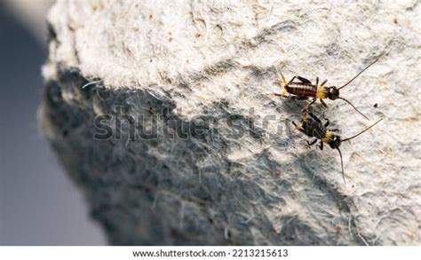 Image result for Breeding Crickets Setup