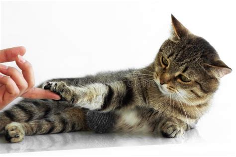 Image result for Cat Training Hand Aggression