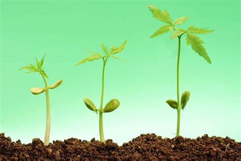 Image result for Learning Botany Australia