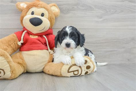 Image result for Cavapoo All White